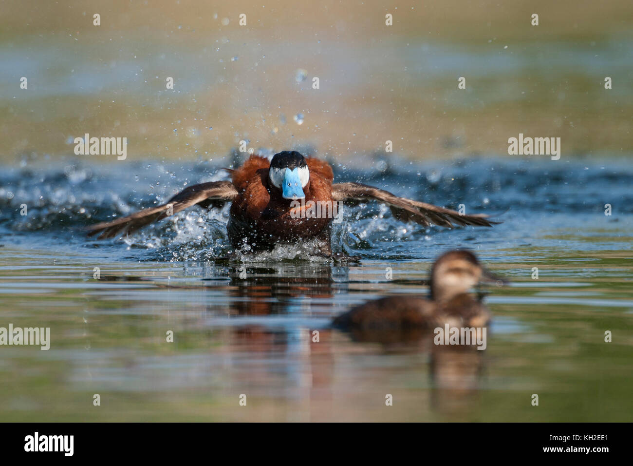 Ruddy duck drake in breeding plumage Stock Photo - Alamy