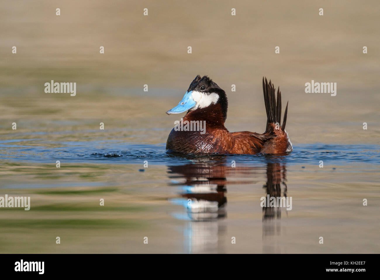 Ruddy duck drake in breeding plumage Stock Photo - Alamy