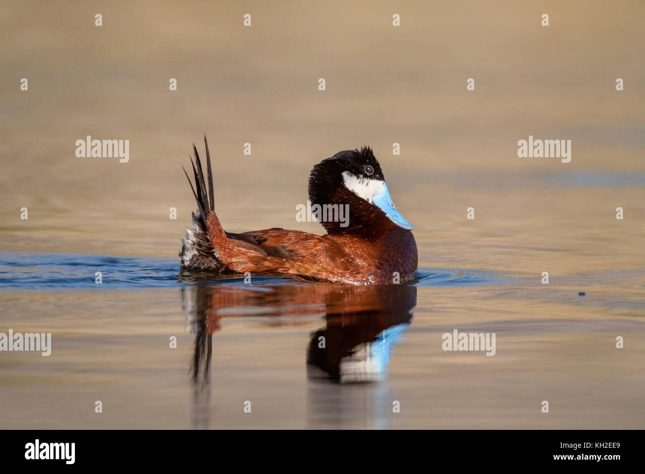 Ruddy duck drake in breeding plumage Stock Photo - Alamy