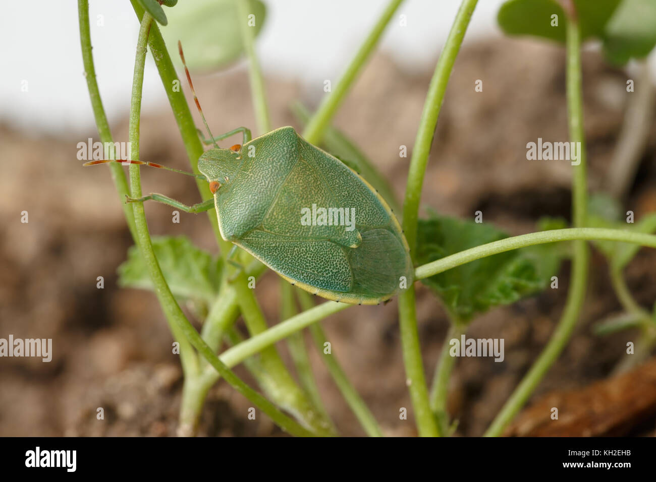 Beautiful green stink bug with yellow borders and red eyes and antennae ...
