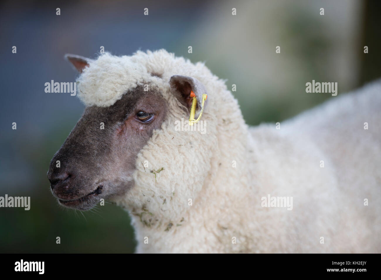 Llanwenog rare breed sheep. Llanwenog sheep are distinguished by their ...