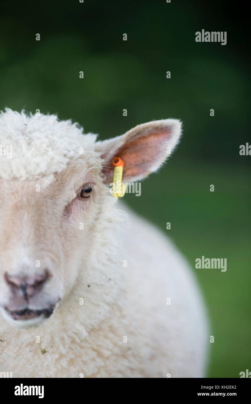 Llanwenog rare breed sheep. Llanwenog sheep are distinguished by their ...