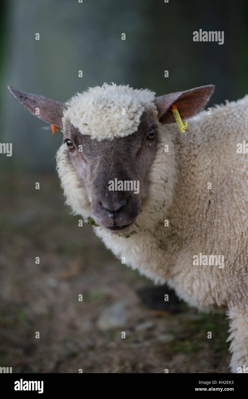 Llanwenog rare breed sheep. Llanwenog sheep are distinguished by their ...