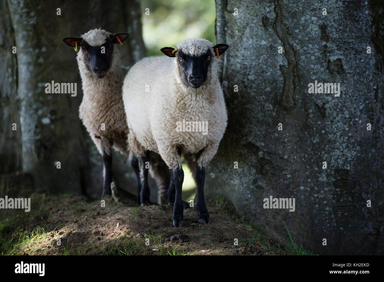 Llanwenog sheep hi-res stock photography and images - Alamy