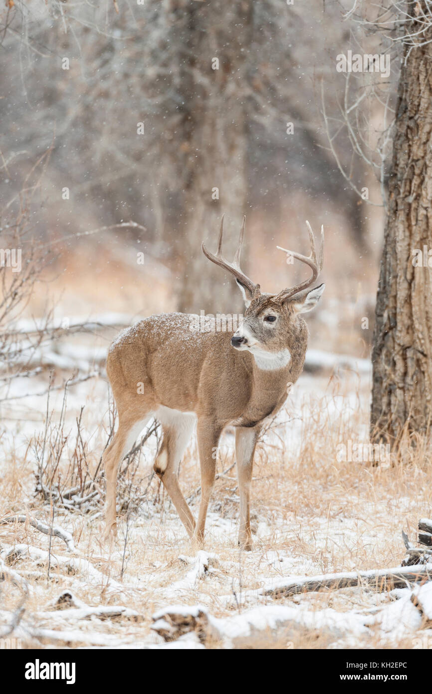 Whitetail buck (Odocoileus virginianus) in Wyoming during the autumn ...