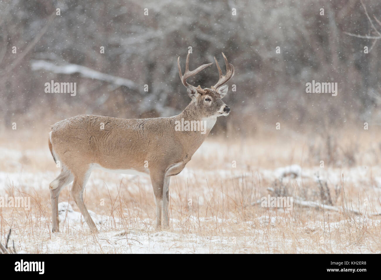 Whitetail buck (Odocoileus virginianus) in Wyoming during the autumn ...