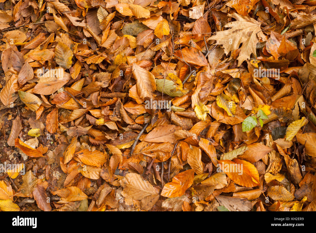 Autumn leaves closeup Stock Photo - Alamy