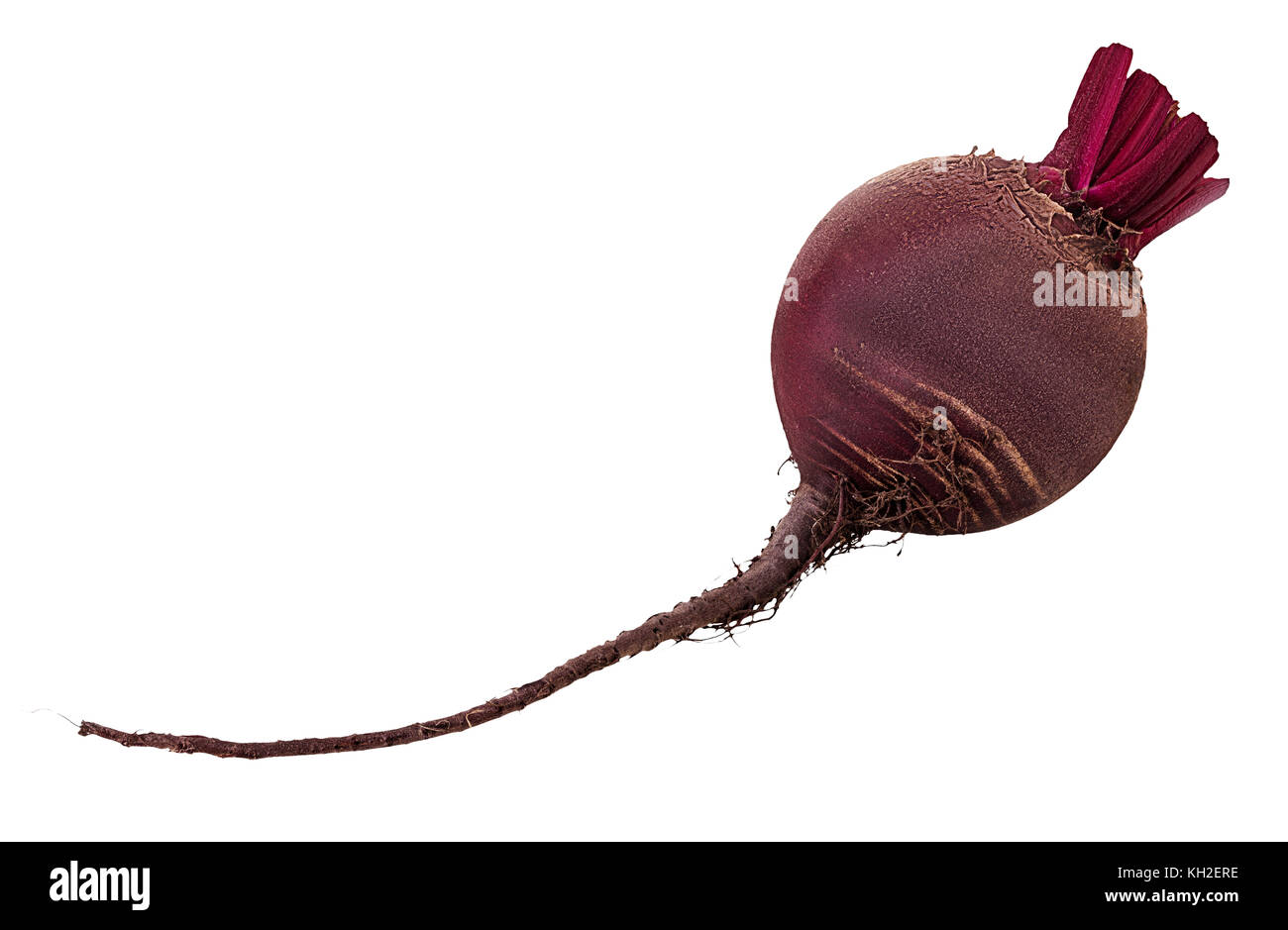 Fresh red beet root isolated on white background. Clipping Path Stock ...