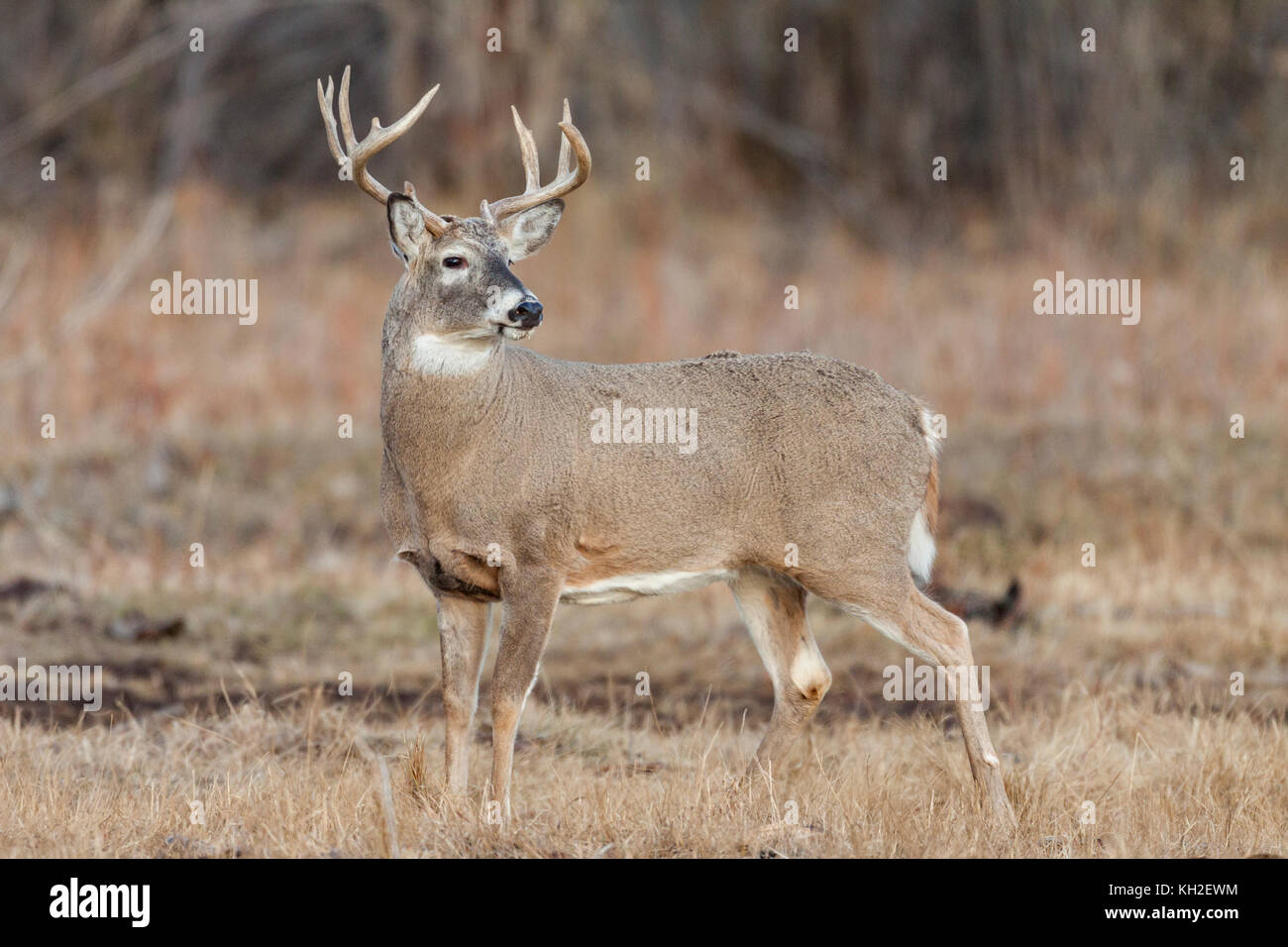 Whitetail deer (Odocoileus virginianus Stock Photo - Alamy