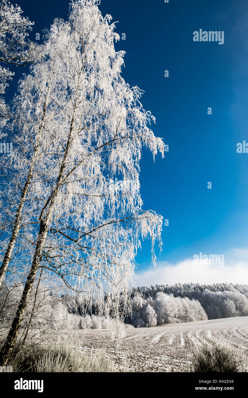 Romantic winter scene with birch in sunlight. Betula. Silhouette of ...