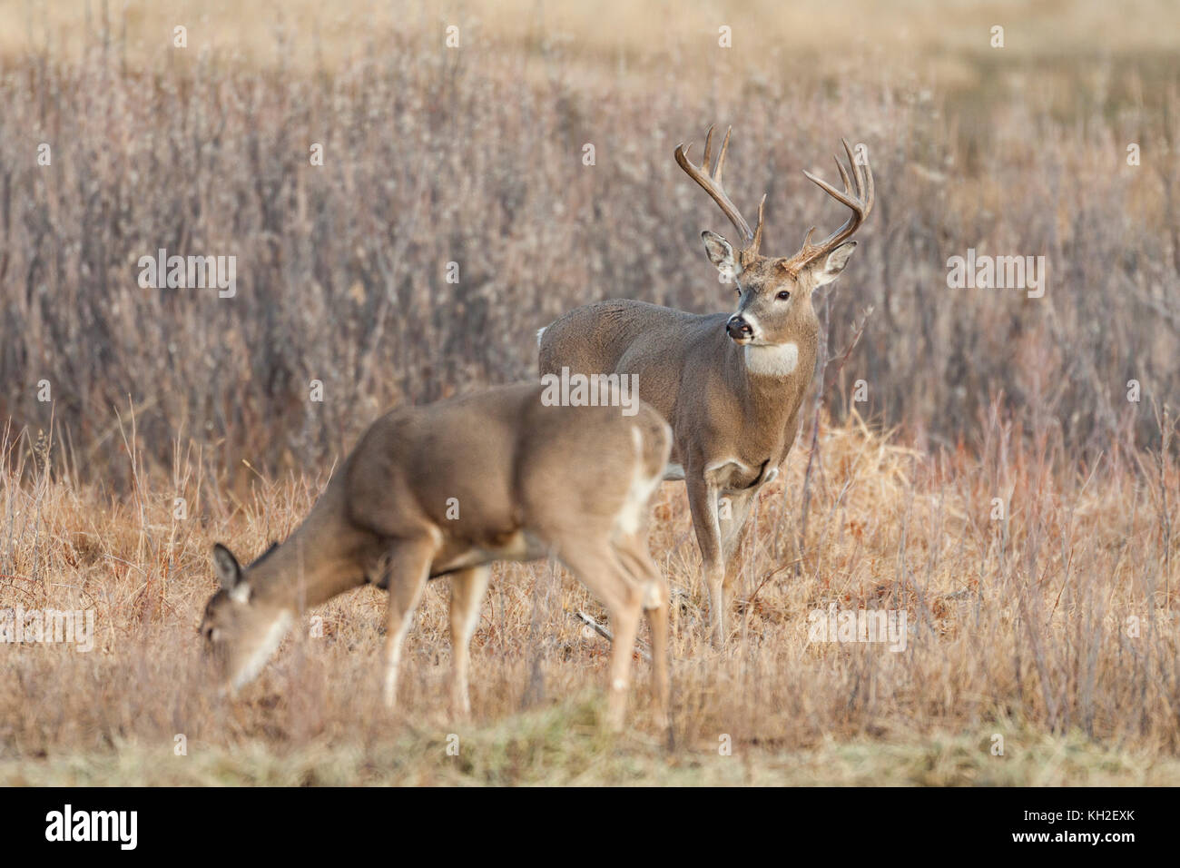 Whitetail deer (Odocoileus virginianus Stock Photo - Alamy