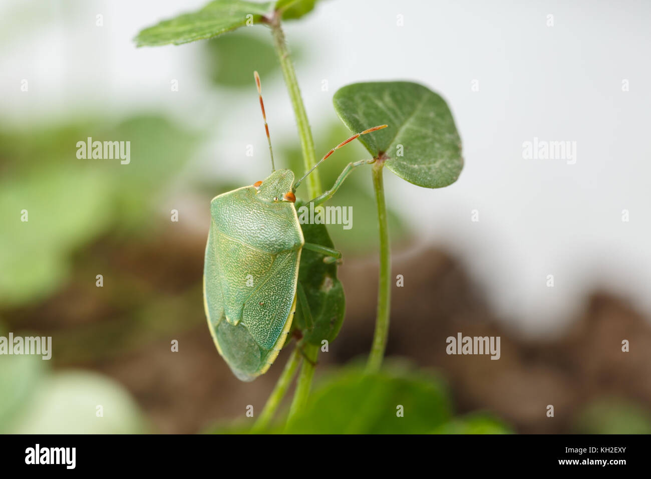 Macro view of Nezara viridula hanging on tiny weed leaves. Example of ...