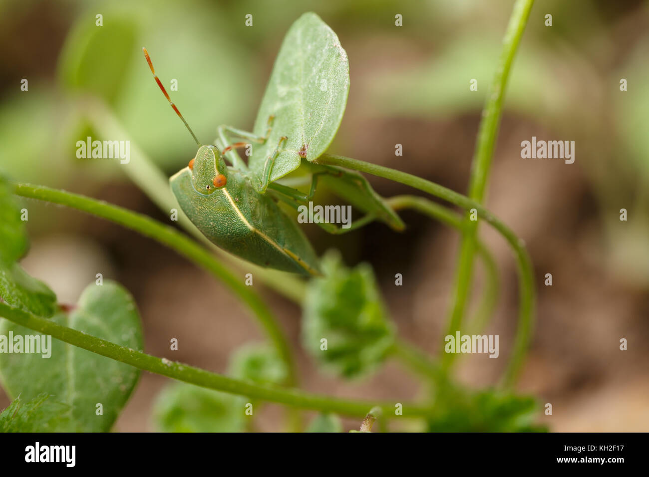 Close-up of green stink bug getting safe by mimicking the environment ...