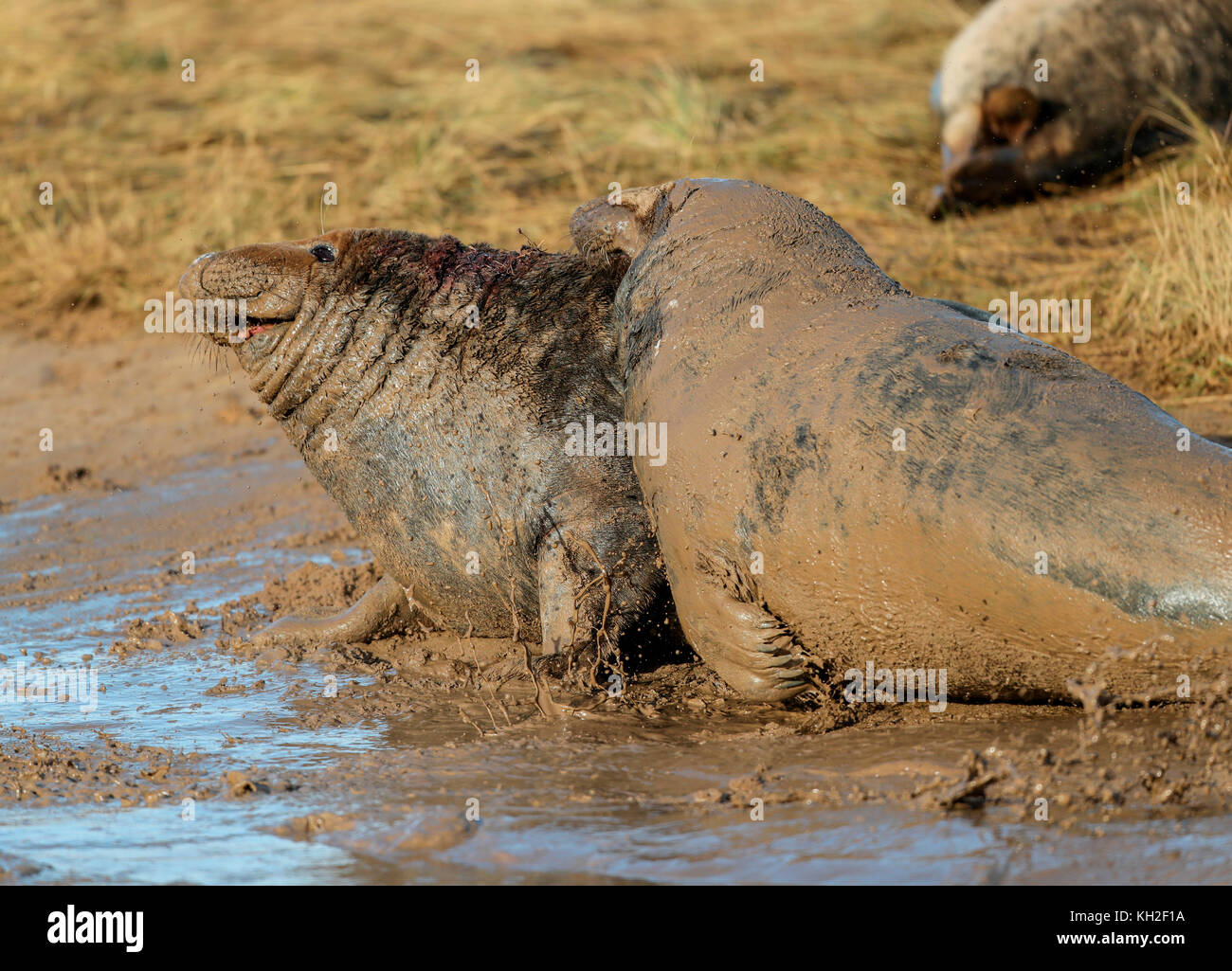Grey seals fighting (Halichoerus grypus Stock Photo - Alamy