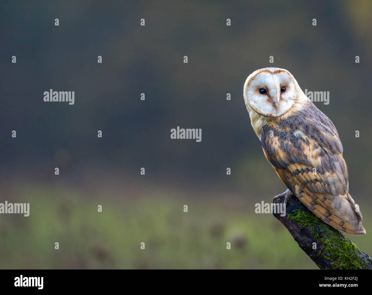 Barn owl resting hi-res stock photography and images - Alamy