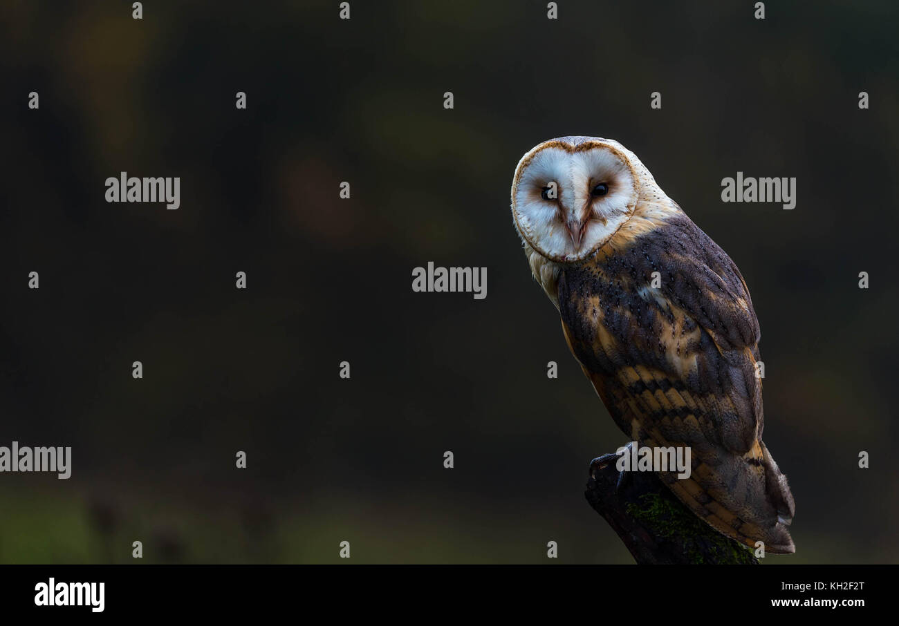 A captive Barn Owl resting on a tree trunk in the midst of a meadow ...