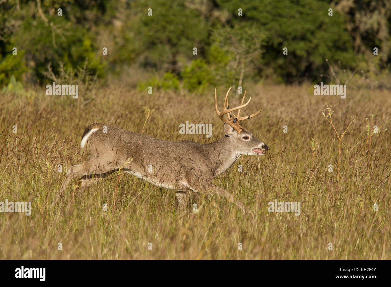 Whitetail buck in Texas running Stock Photo - Alamy
