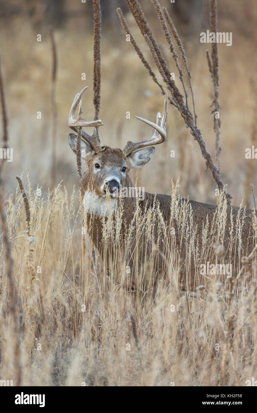 Whitetail deer during autumn rut Stock Photo - Alamy