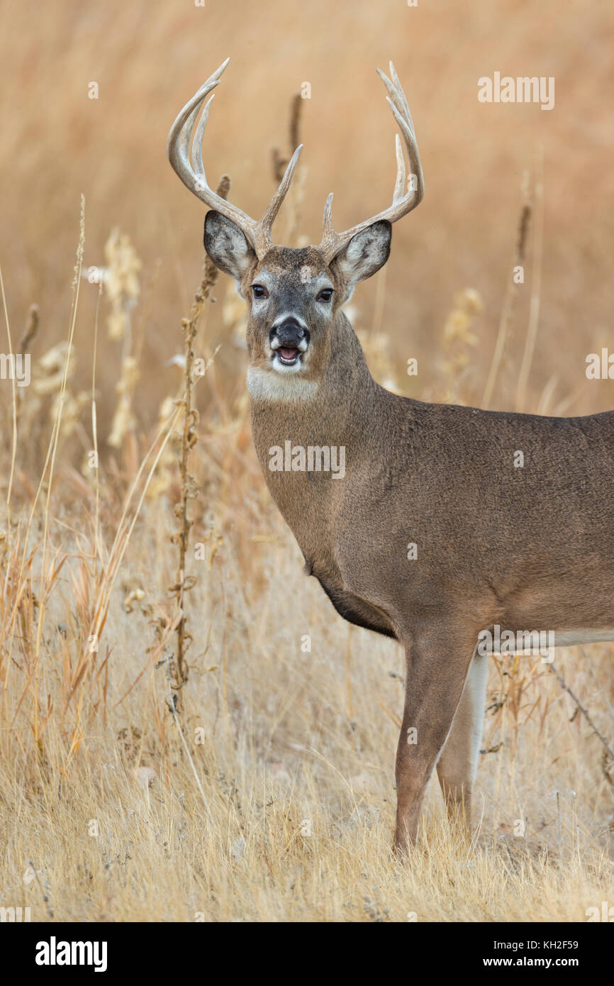 Whitetail deer during autumn rut Stock Photo - Alamy