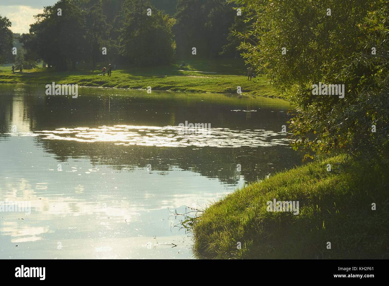Lilly leafs floating on the Shibayevsky Pond in the Park at sunset ...