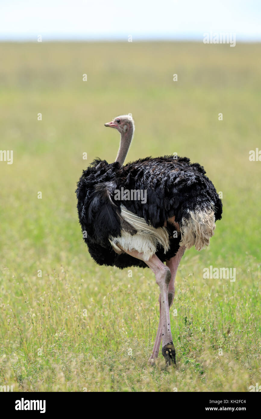 A Common Ostrich grazing Stock Photo - Alamy