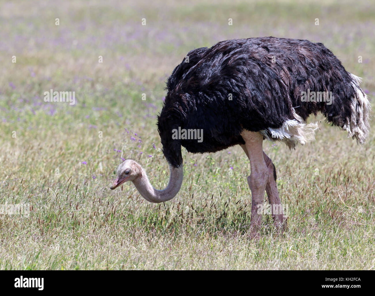 A Common Ostrich grazing Stock Photo - Alamy