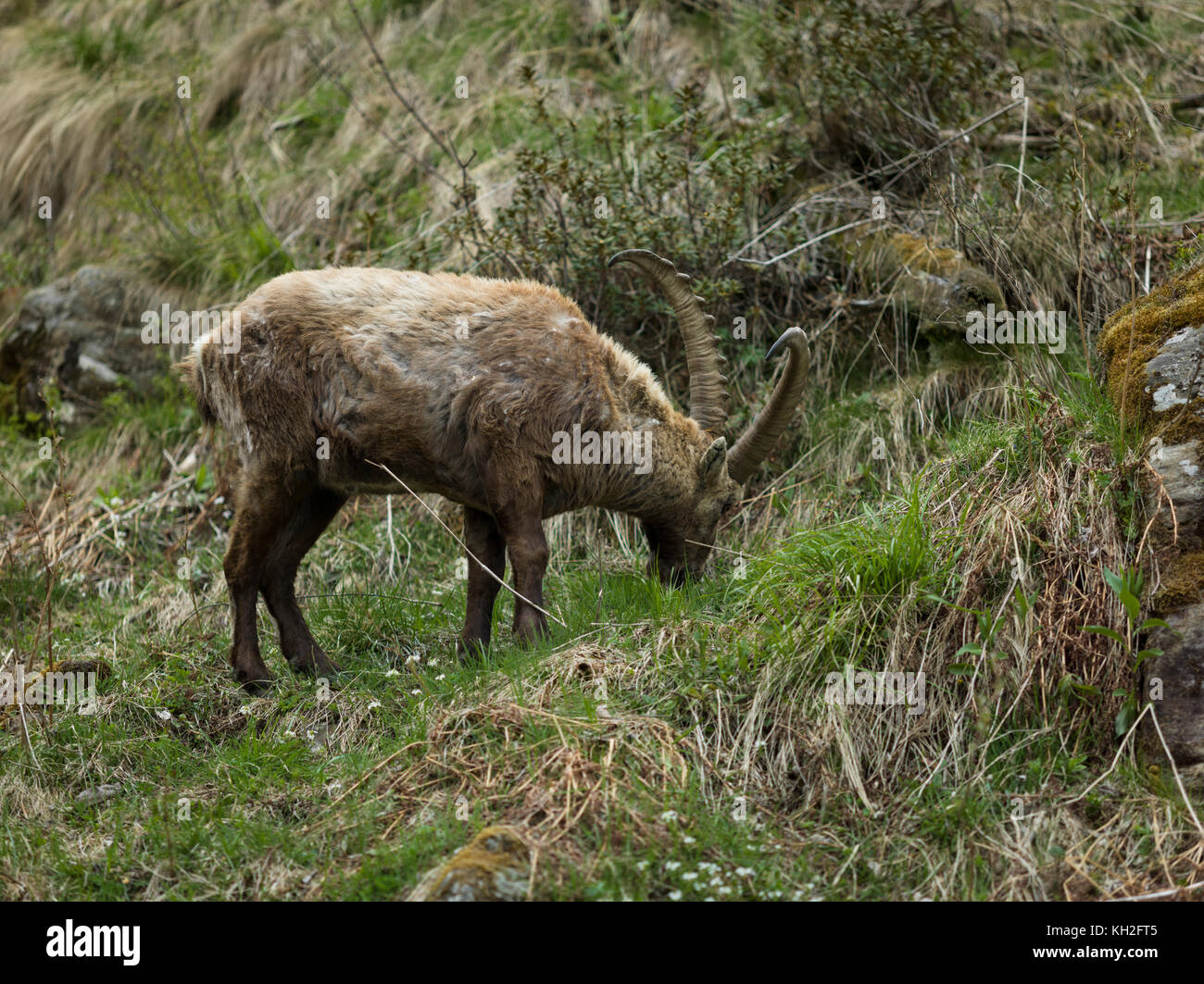 Wildlife, mountain goat, spring, mating season, forest, hawaii forest ...