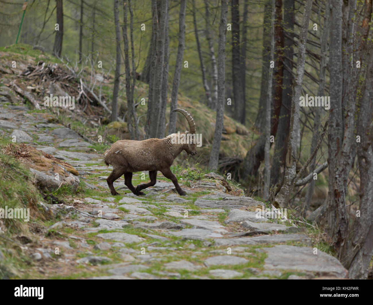 Wildlife, mountain goat, spring, mating season, forest, hawaii forest ...