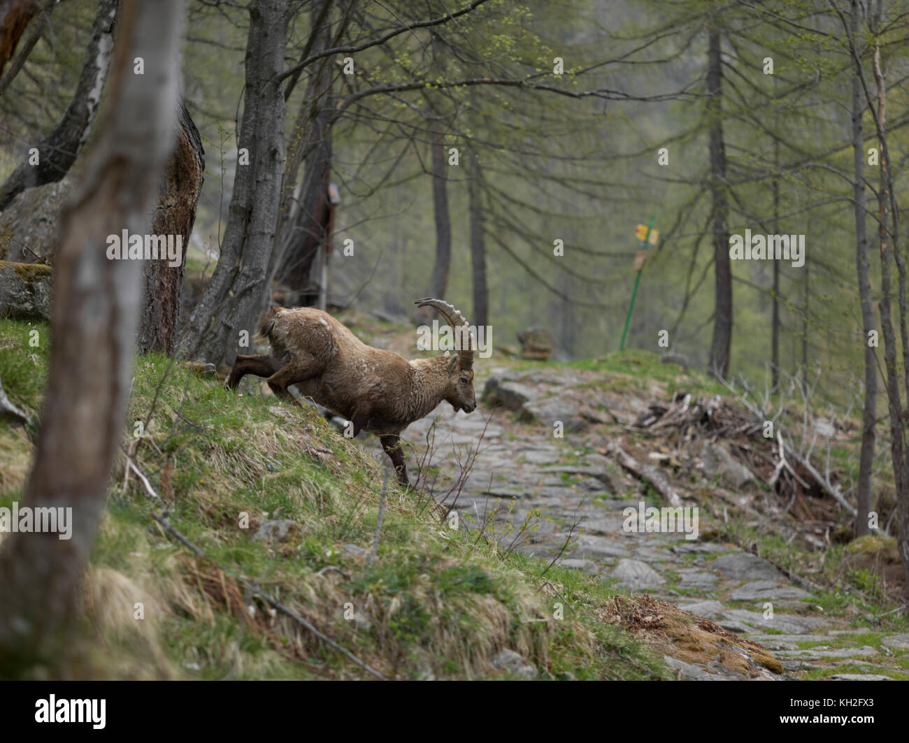 Wildlife, mountain goat, spring, mating season, forest, hawaii forest ...
