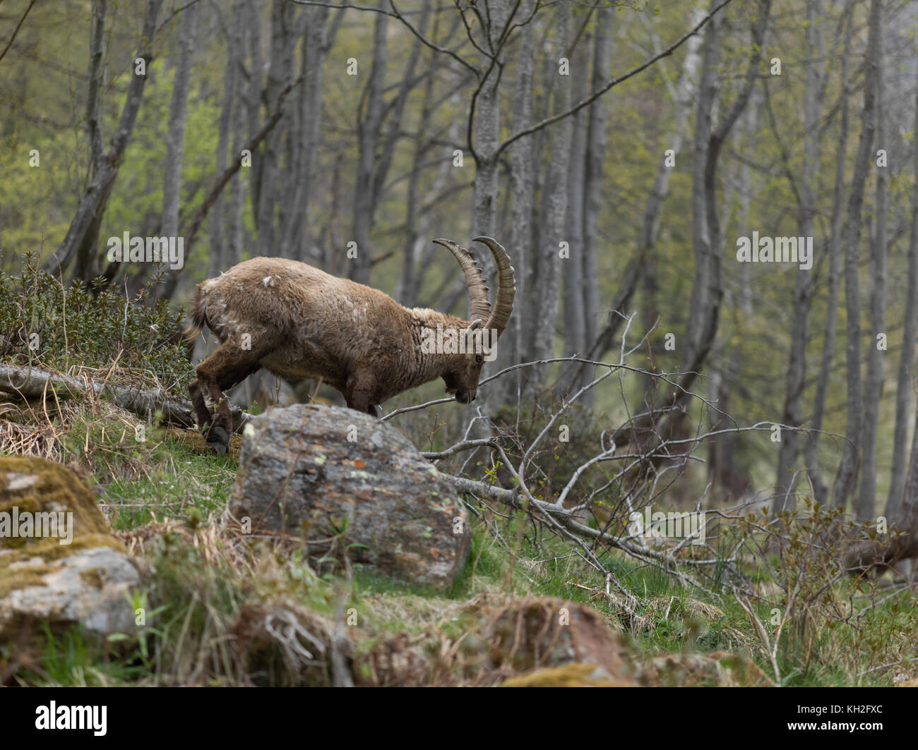 Wildlife, mountain goat, spring, mating season, forest, hawaii forest ...