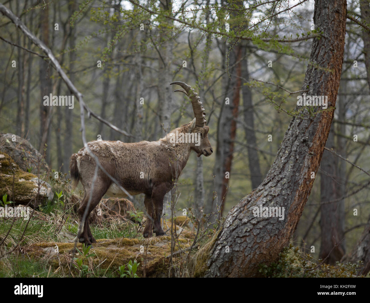 Mating goats hi-res stock photography and images - Alamy