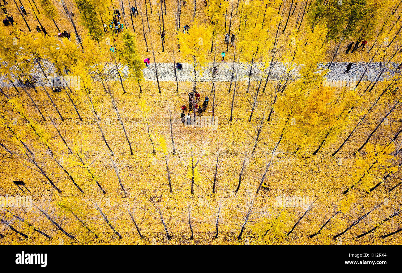 Ginkgo trees shaanxi hi-res stock photography and images - Alamy