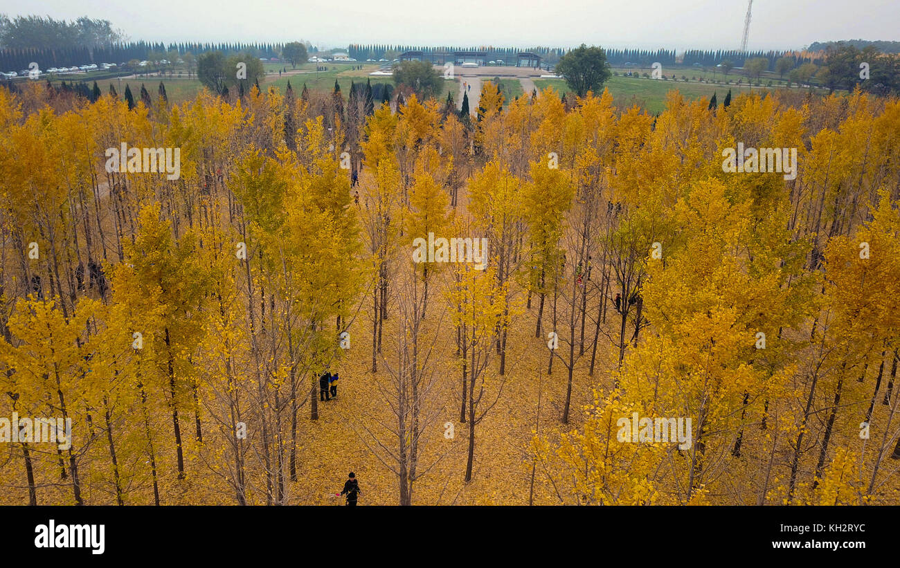 Ginkgo trees xian hi-res stock photography and images - Alamy