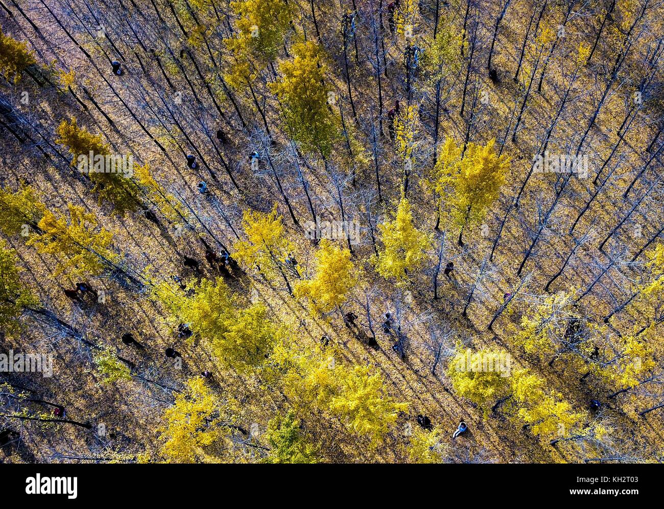 Ginkgo trees shaanxi hi-res stock photography and images - Alamy