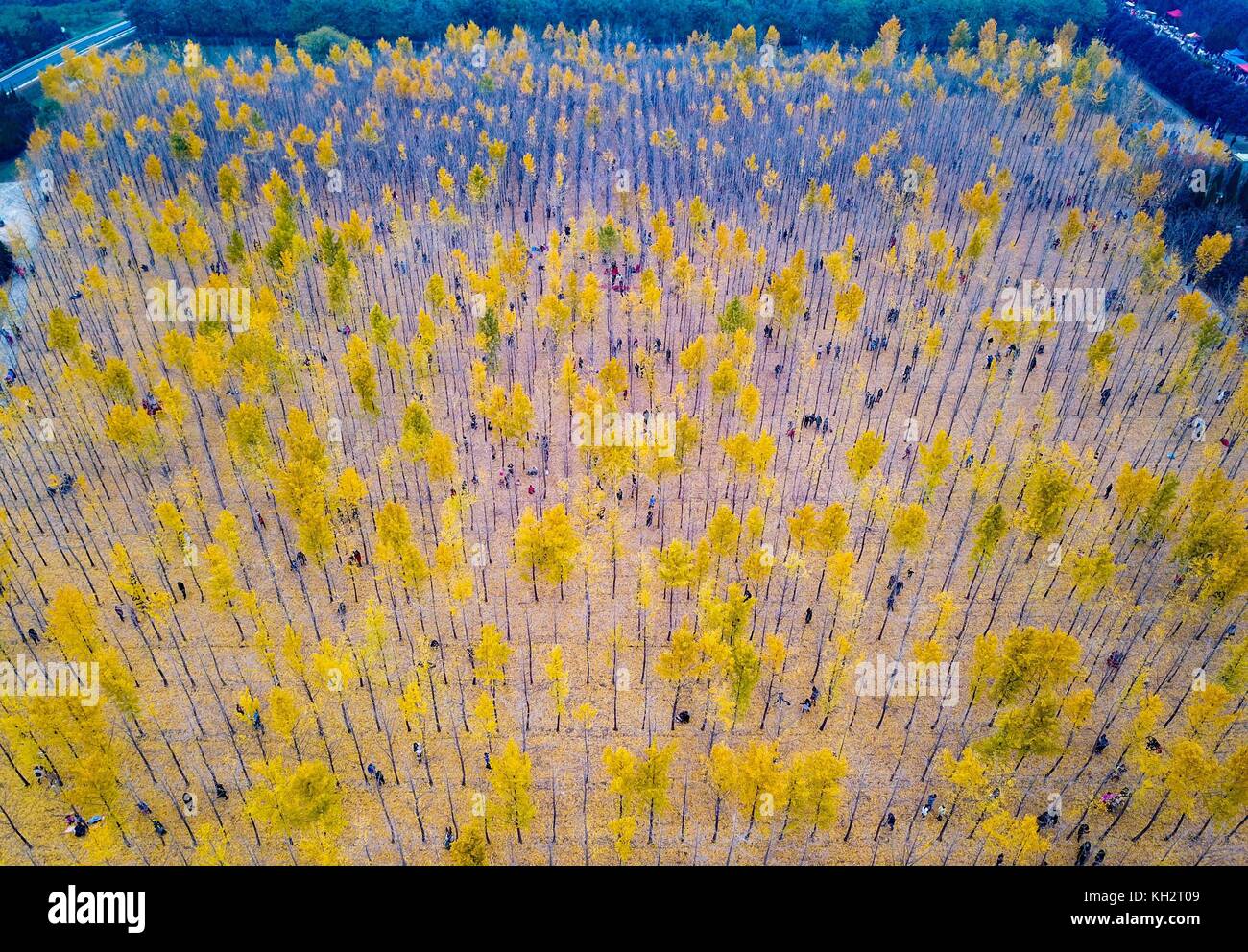 Ginkgo trees shaanxi hi-res stock photography and images - Alamy