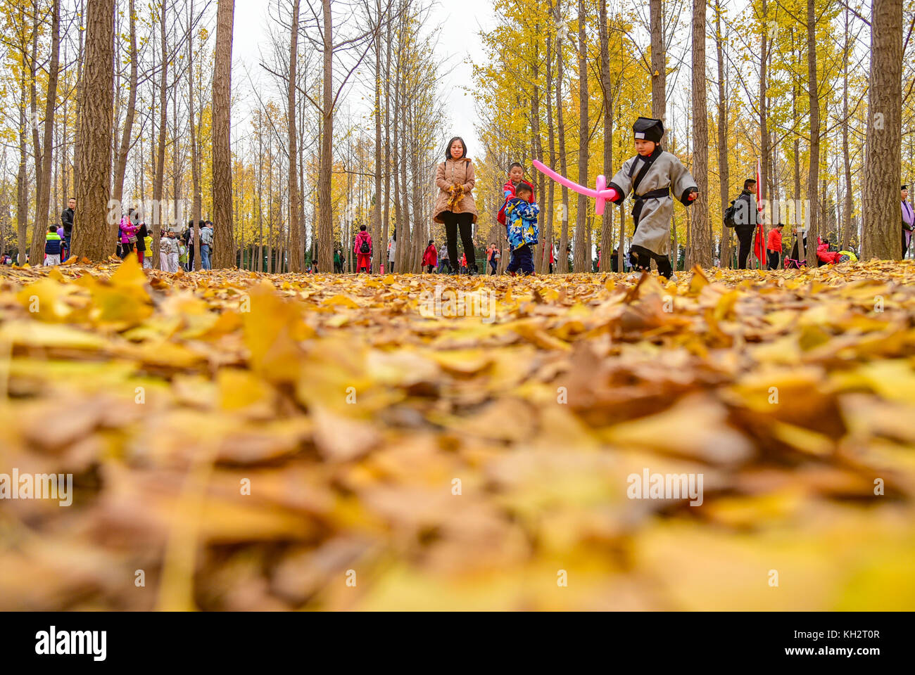 Ginkgo trees shaanxi hi-res stock photography and images - Alamy