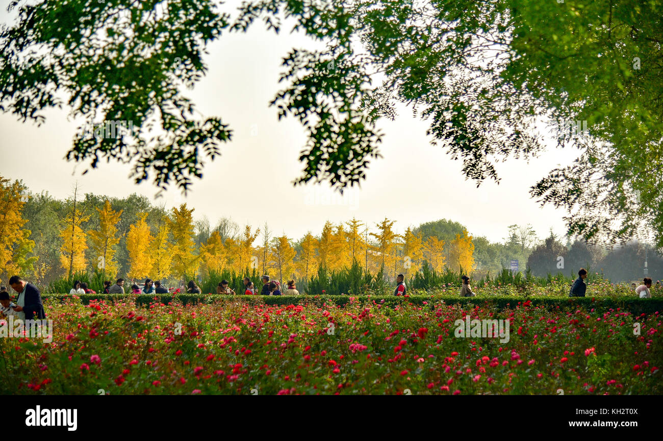 Ginkgo trees shaanxi hi-res stock photography and images - Alamy