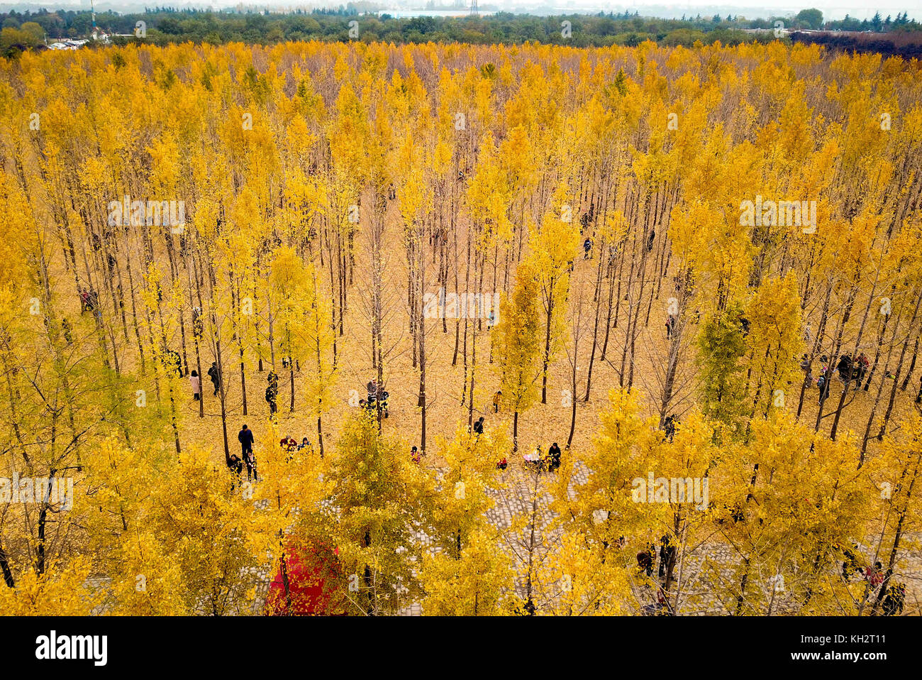 Ginkgo trees shaanxi hi-res stock photography and images - Alamy