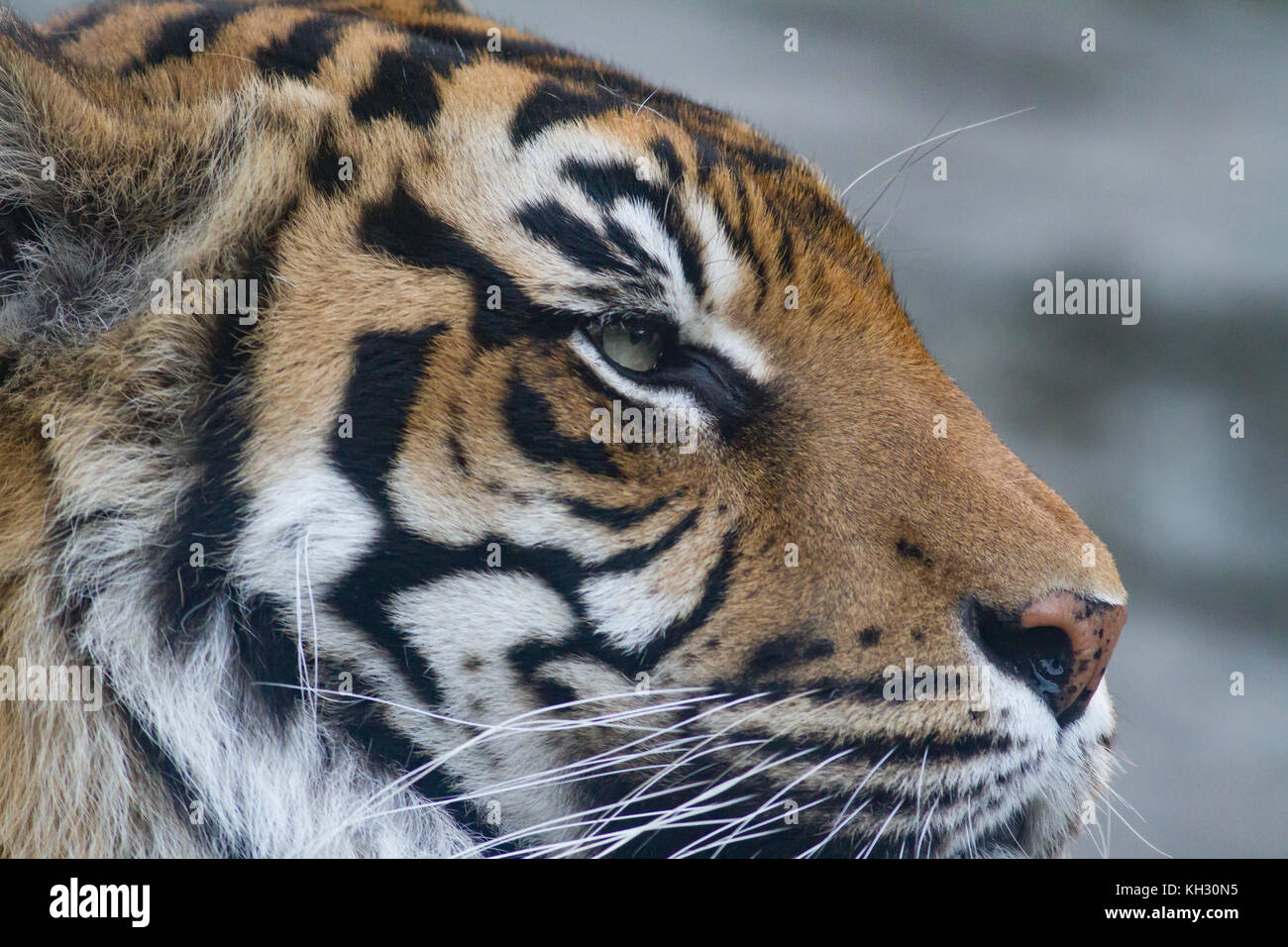 Sumatran tiger head closeup Stock Photo - Alamy