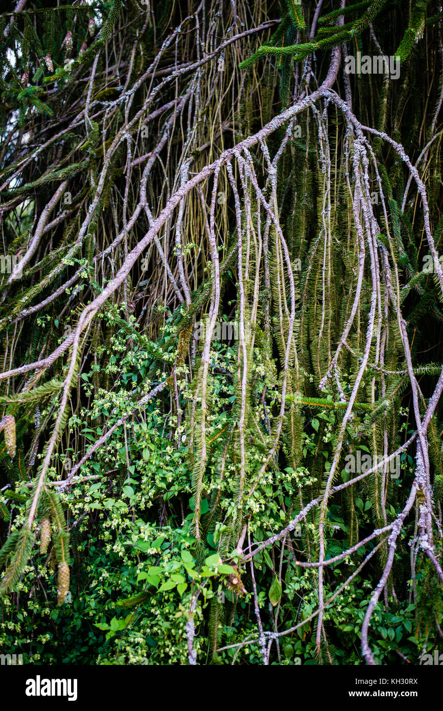 Conifer Plants Details Stock Photo - Alamy