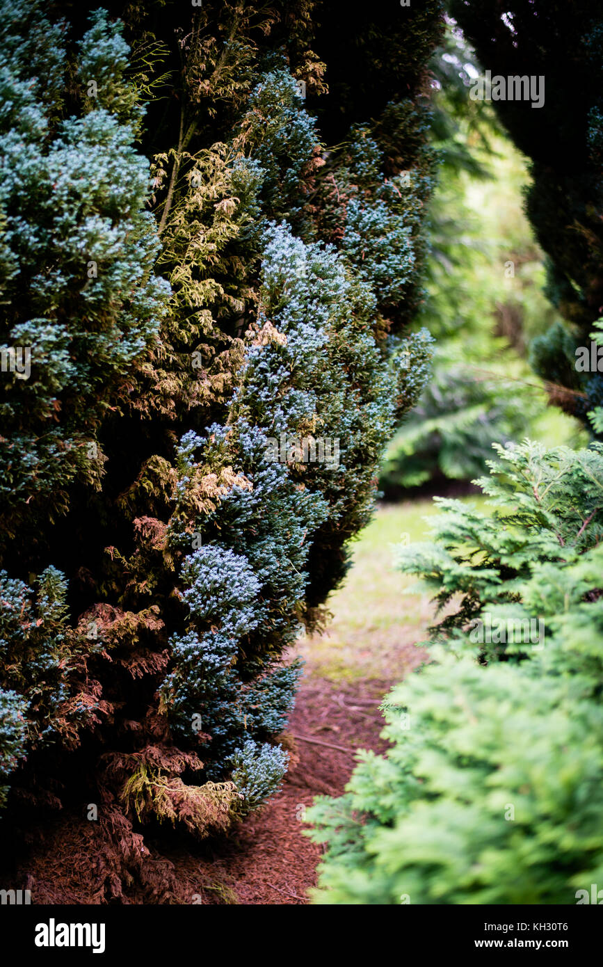 Conifer Plants Details Stock Photo - Alamy