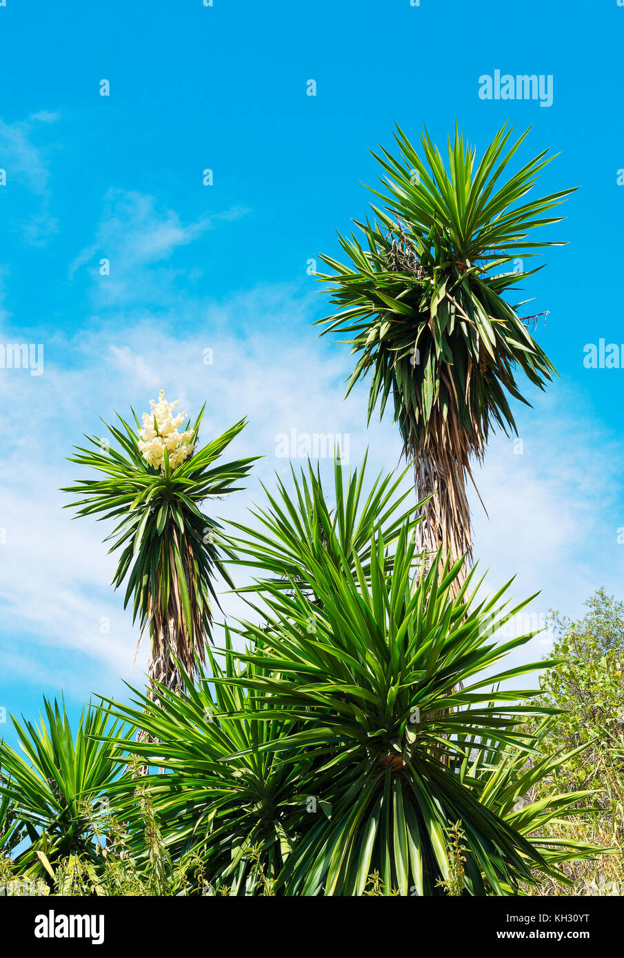 Yucca flower spike hi-res stock photography and images - Alamy