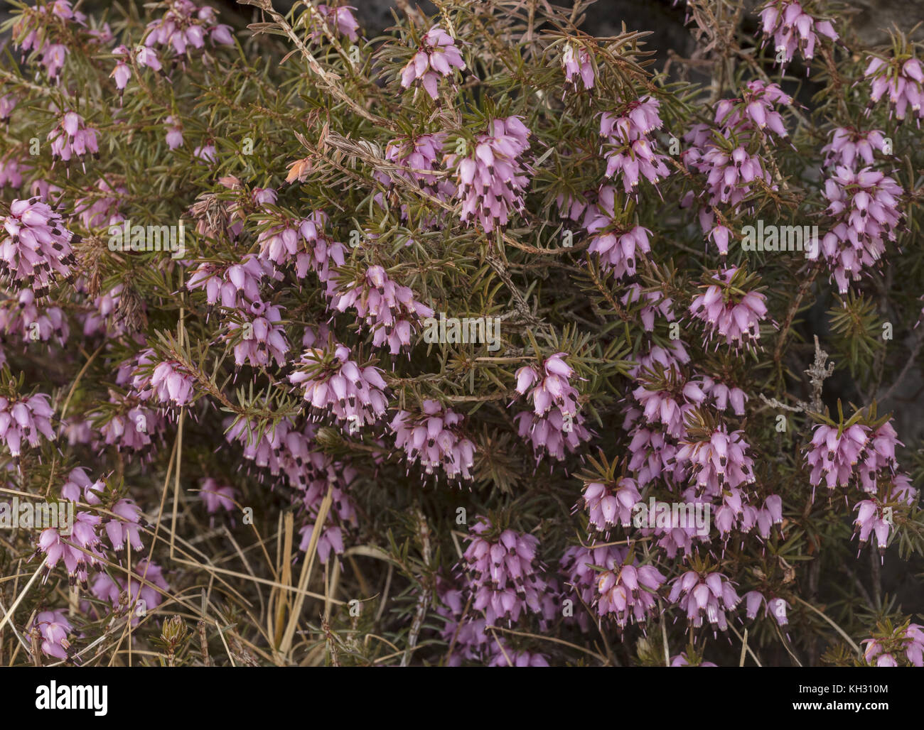 Winter heath, Erica carnea, in flower in spring in the Swiss Alps Stock ...