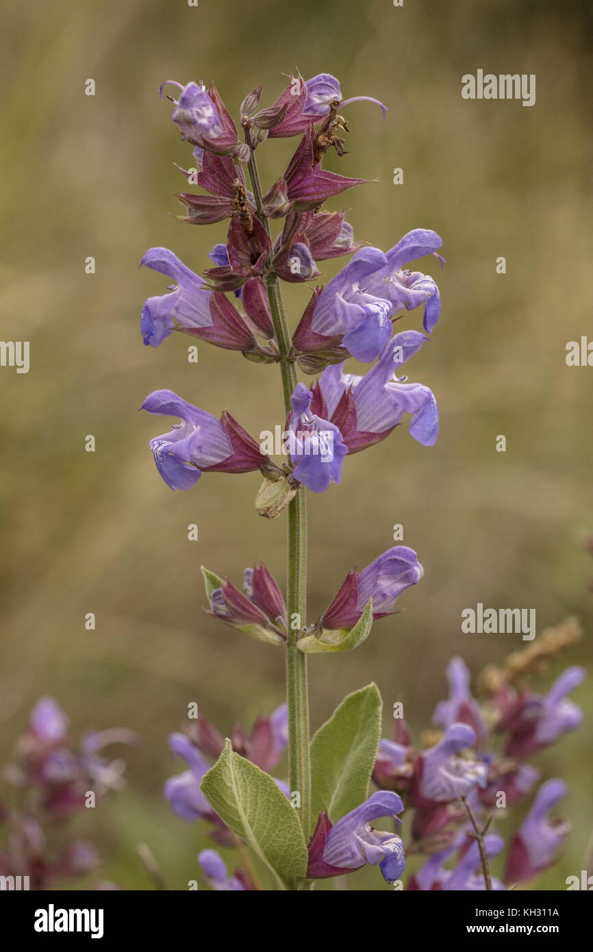 Common Sage Flowers