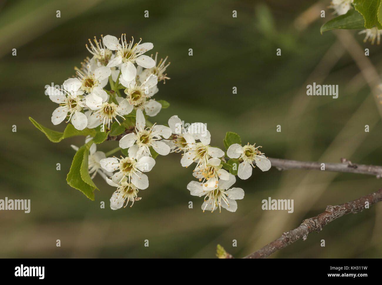 St Lucie cherry, Prunus mahaleb, mahaleb cherry, St Lucie's cherry ...