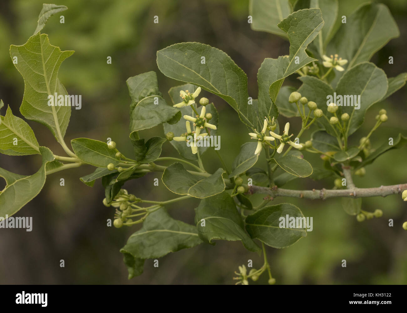 Spindle Bush High Resolution Stock Photography and Images - Alamy