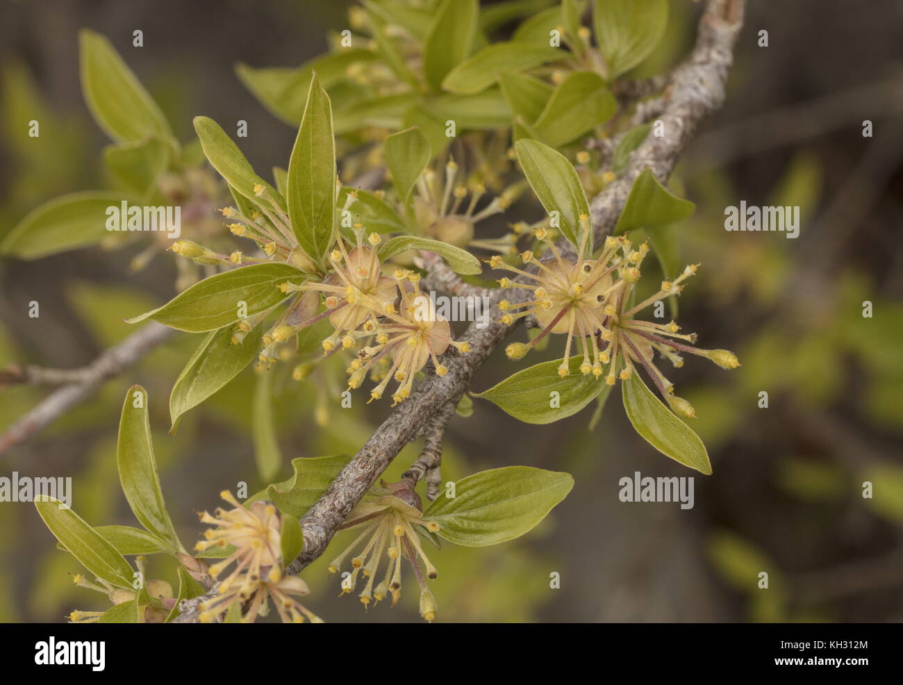 Cornus mas flowers hi-res stock photography and images - Alamy