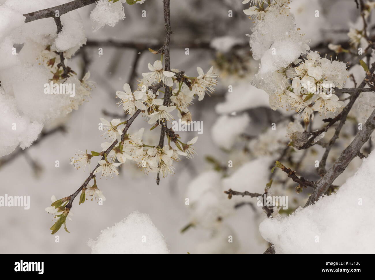 Blackthorn, Prunus spinosa, blossom after spring snow. Spring Stock ...