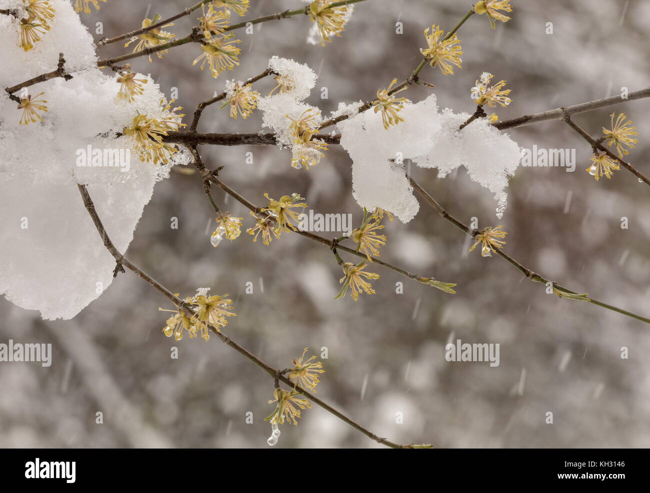 Cornelian cherry dogwood hi-res stock photography and images - Alamy