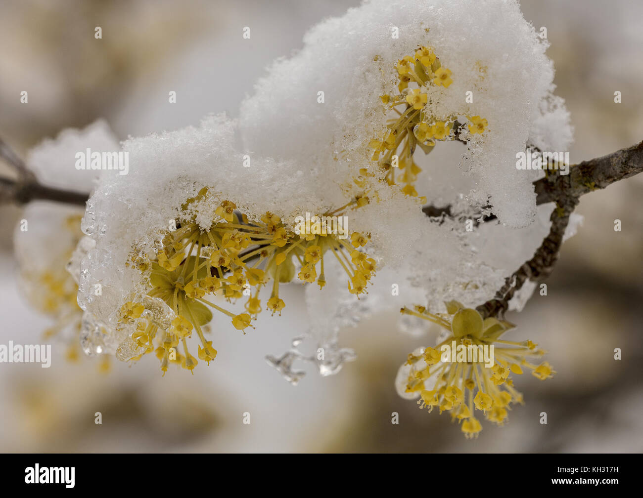 Cornus mas in flower hi-res stock photography and images - Alamy